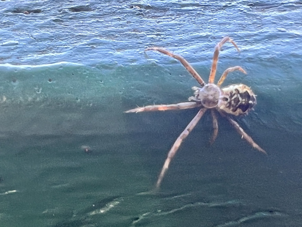 Hawaiian Garden Spider from Hā'ena State Park, Haena, HI, US on January ...