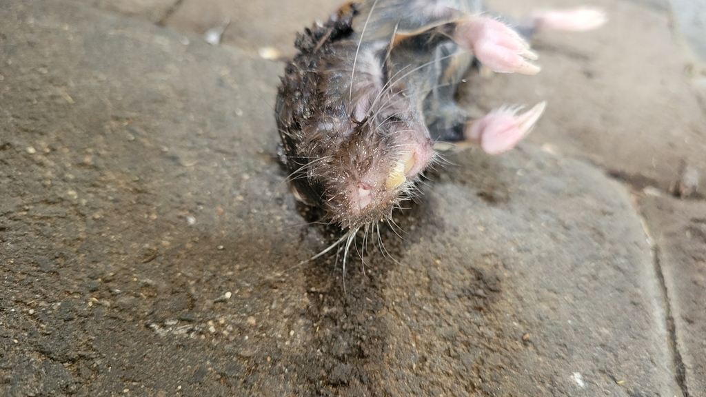 Botta's Pocket Gopher from Encinitas, CA 92024, USA on January 23, 2024 ...