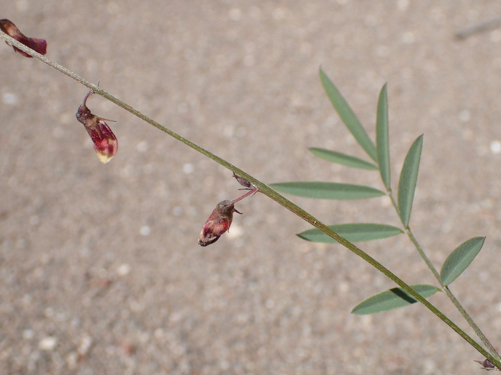 Red Hoary-Pea from Playa Santa Barbara, Bahía Concepción, Mulegé ...