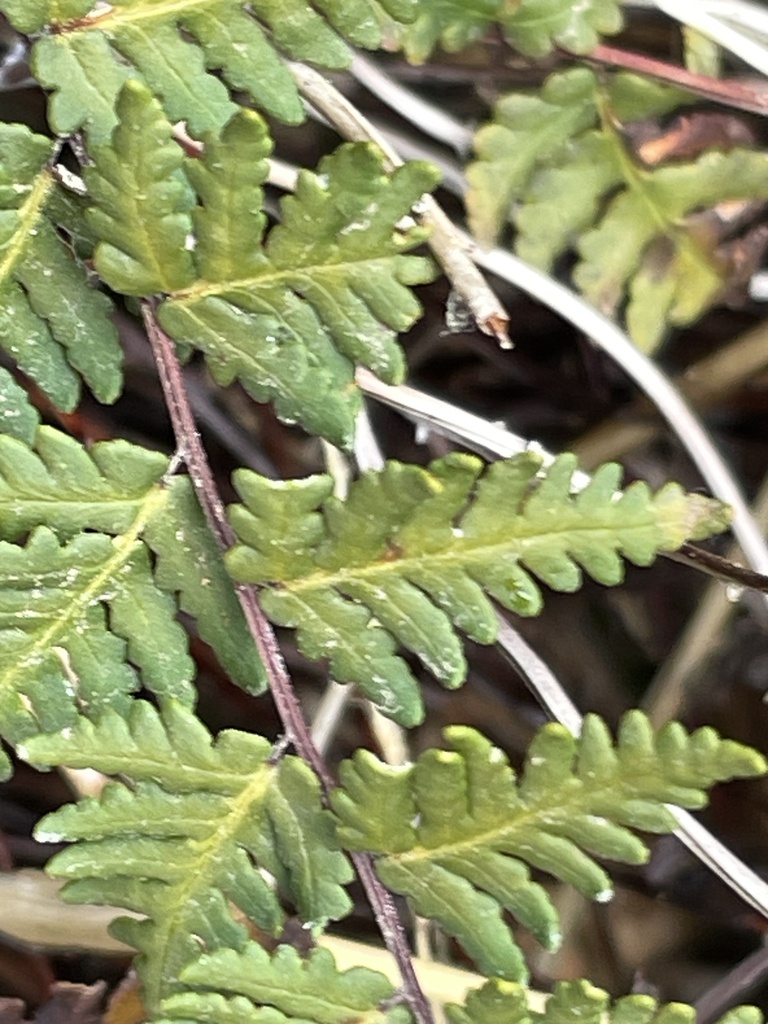 Lemmon's Cloak Fern from Coronado National Forest, Tucson, AZ, US on ...