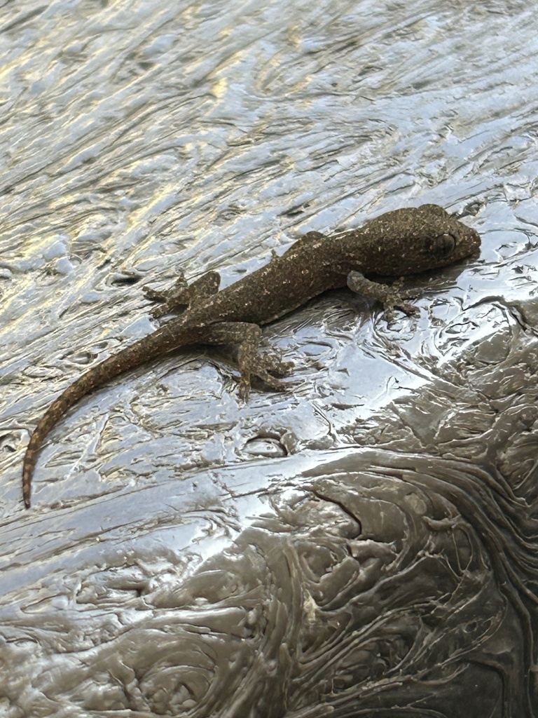 House Geckos from Florida International University - Biscayne Bay ...