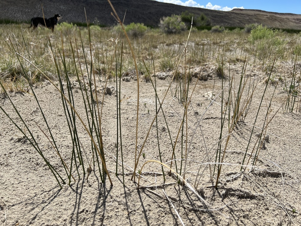 Baltic Rush from Mono County, CA, USA on June 13, 2023 at 10:55 AM by Steve Matson · iNaturalist