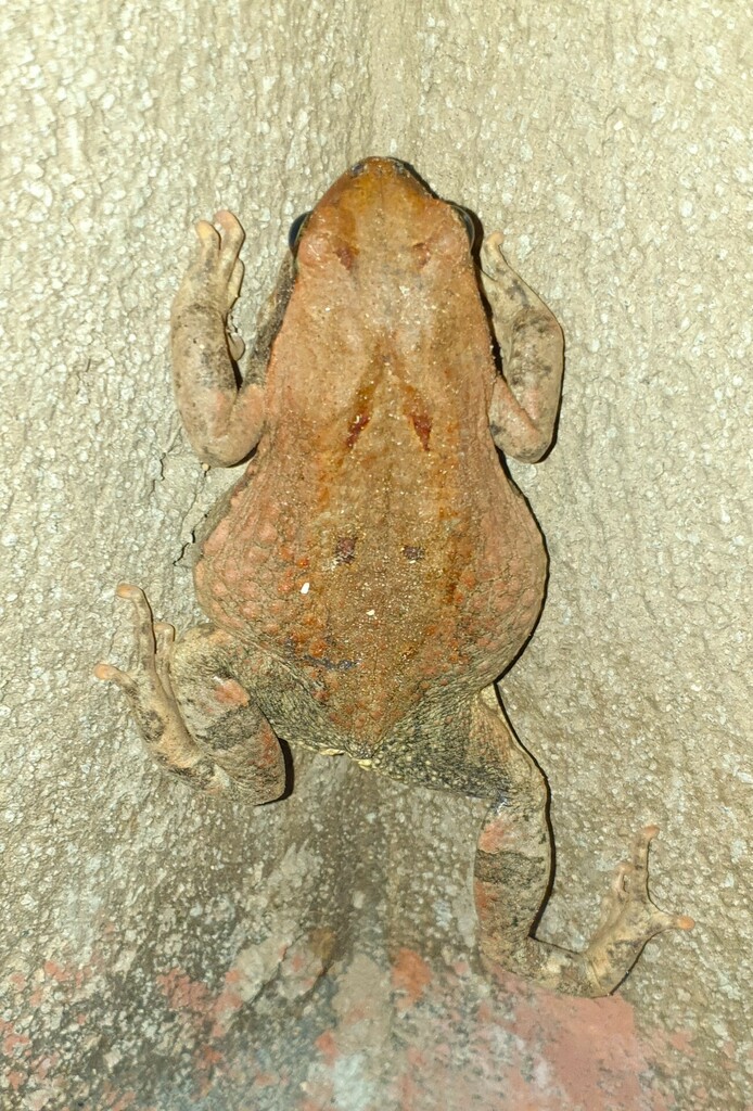African Red Toad from KayaNyala, Mahenye, Manicaland Province, Zimbabwe ...