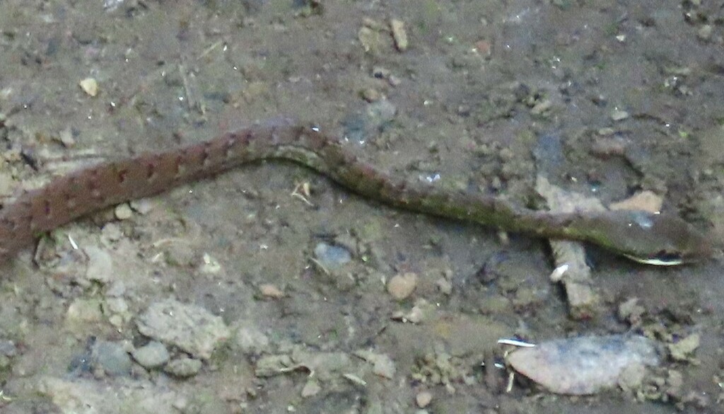Barred Forest Racer from Provincia de Puntarenas, Garabito, Costa Rica ...