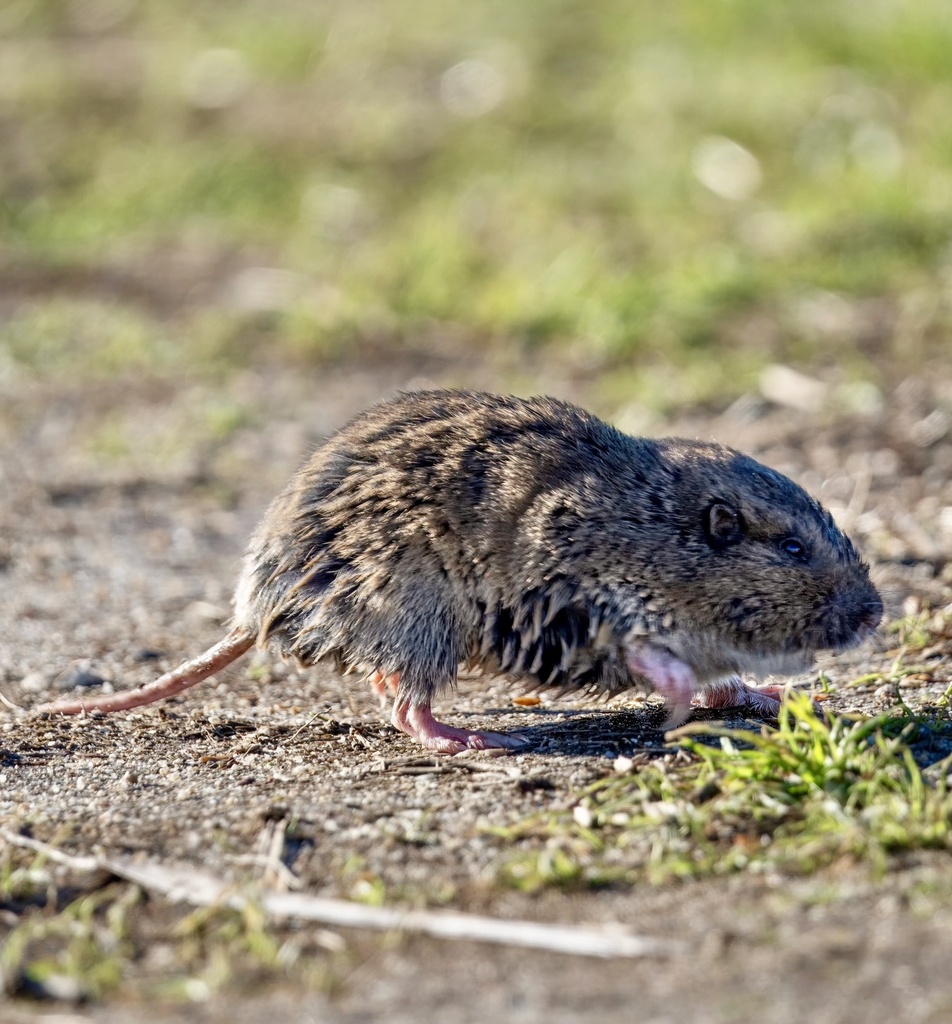 Botta's Pocket Gopher from Carmel, CA, US on January 20, 2024 at 11:34 ...