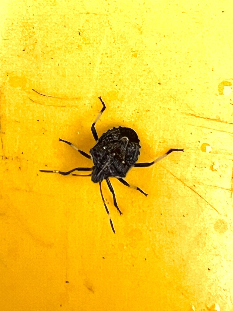 Oncocoris from Noakes Rd, Doonan, QLD, AU on January 23, 2024 at 02:34 ...