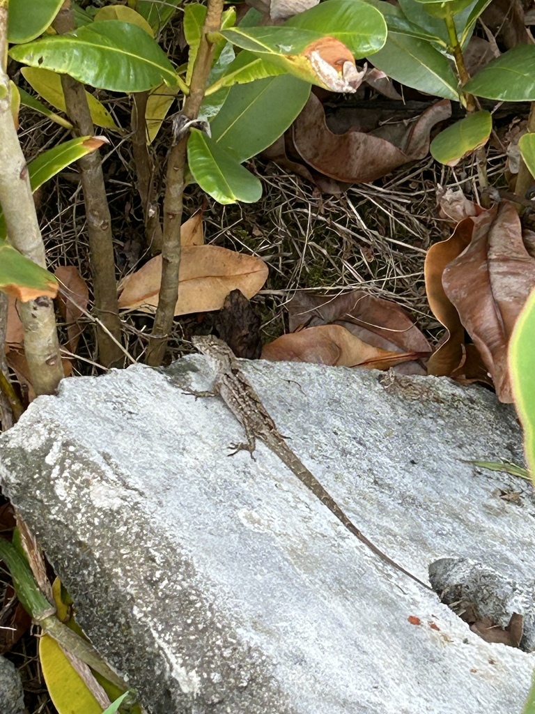 Brown Anole from Hawaiʻi, Keaau, HI, US on January 22, 2024 at 08:42 AM ...