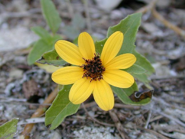 cucumberleaf sunflower from Hugh Taylor Birch State Park, Fort ...