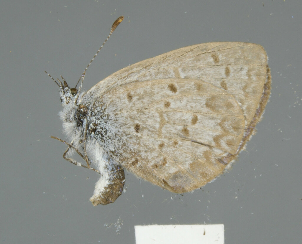 Asher's Blue from Central Kootenay, BC, Canada on May 30, 1999 by ...