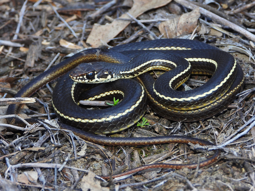 California Striped Racer in March 2023 by diomedea_exulans_li · iNaturalist