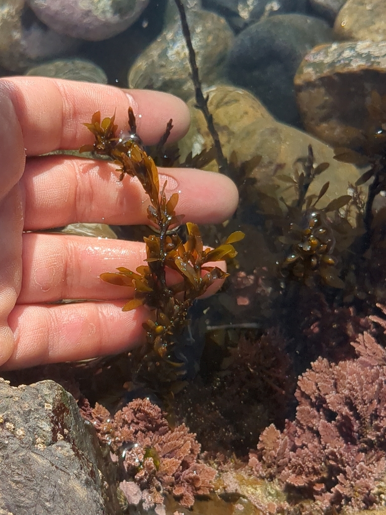 Dictyota flabellata from La Jolla, San Diego, CA, USA on January 23 ...
