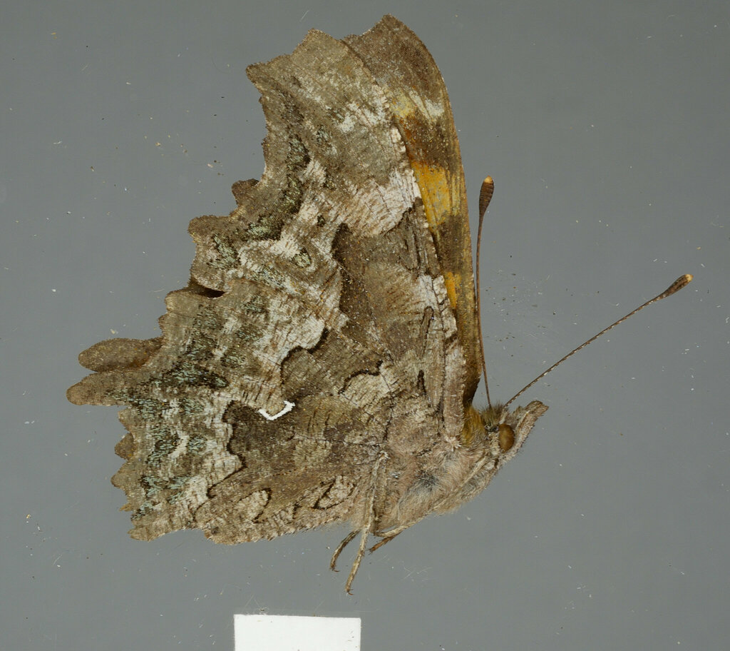 Green Comma from Central Kootenay, BC, Canada on May 30, 1999 by ...