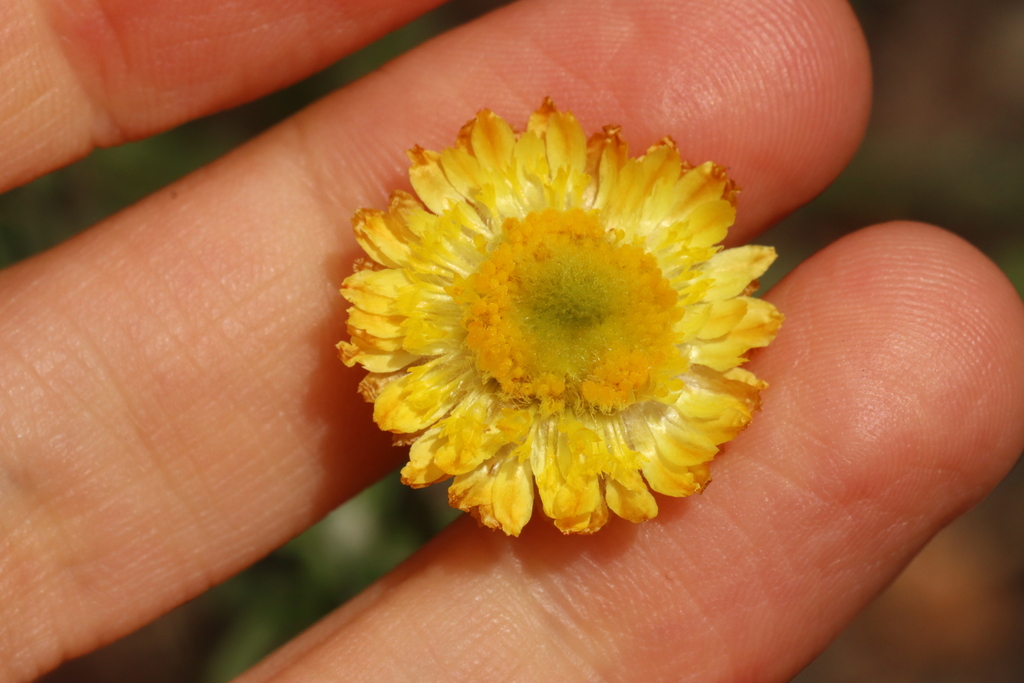 button everlasting in January 2024 by Nature_Lover · iNaturalist