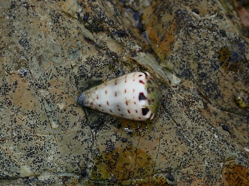 Music Cone from Barcoongere NSW 2460, Australia on January 23, 2024 at ...