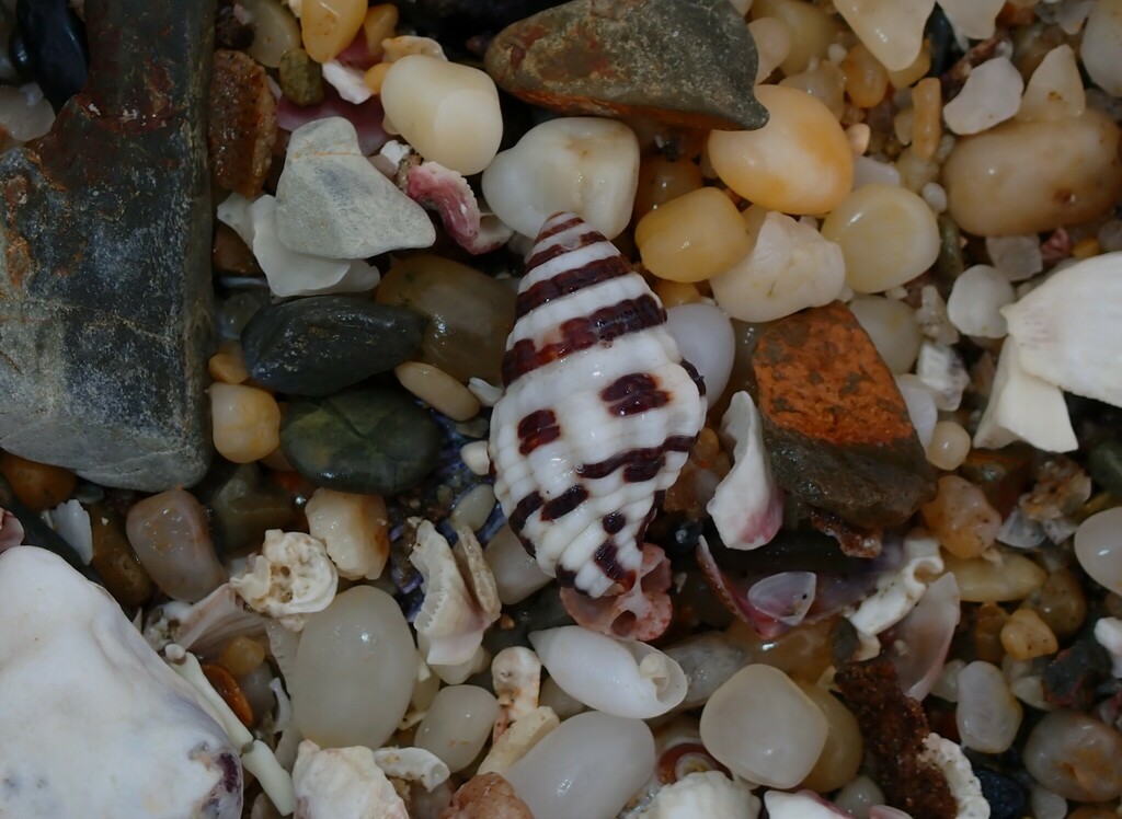 Engina zonalis from Barcoongere NSW 2460, Australia on January 23, 2024 ...