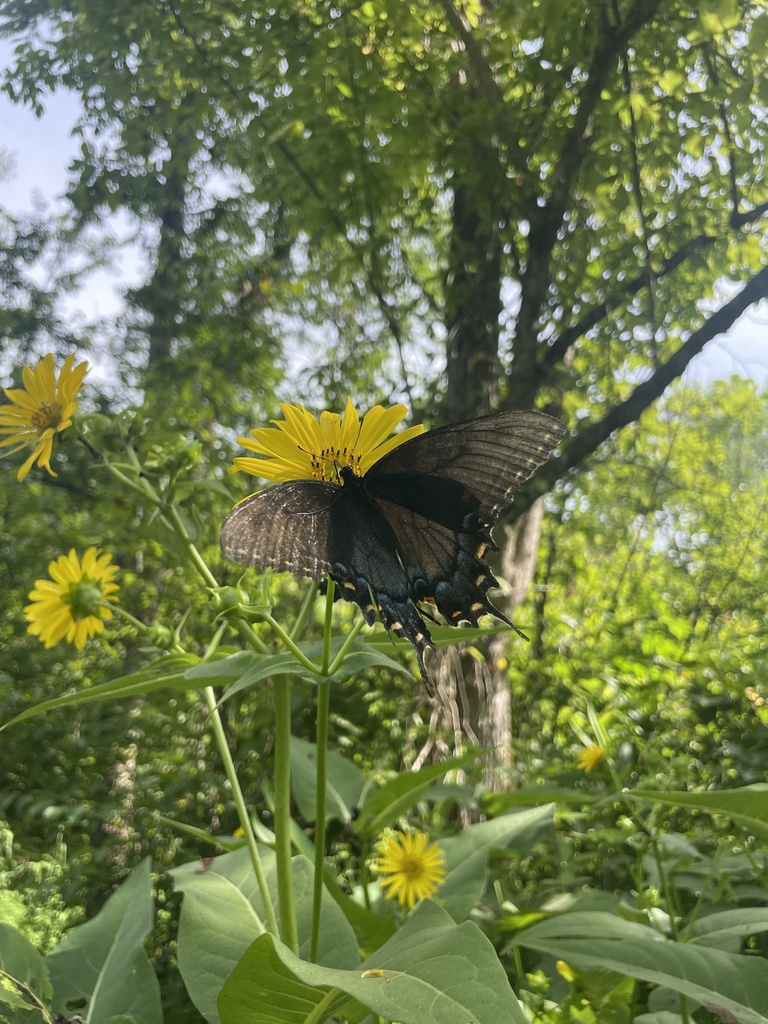 Eastern Tiger Swallowtail from Torrence Creek Greenway N, Huntersville ...