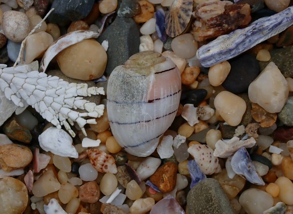Pink Bubble Snail from Barcoongere NSW 2460, Australia on January 23 ...