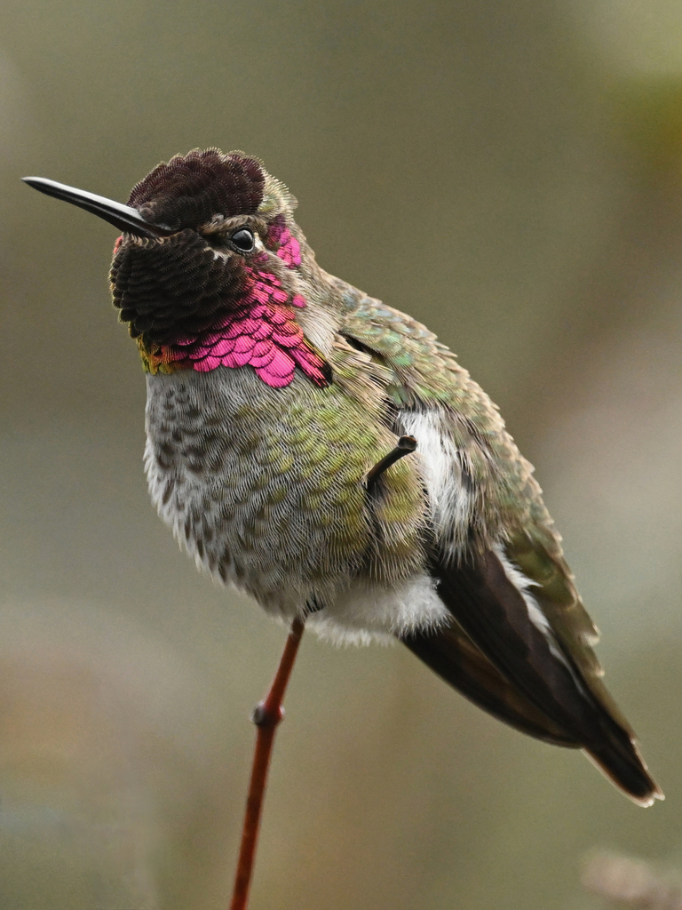 Anna's Hummingbird from Rockland, Victoria, BC, Canada on January 23 ...