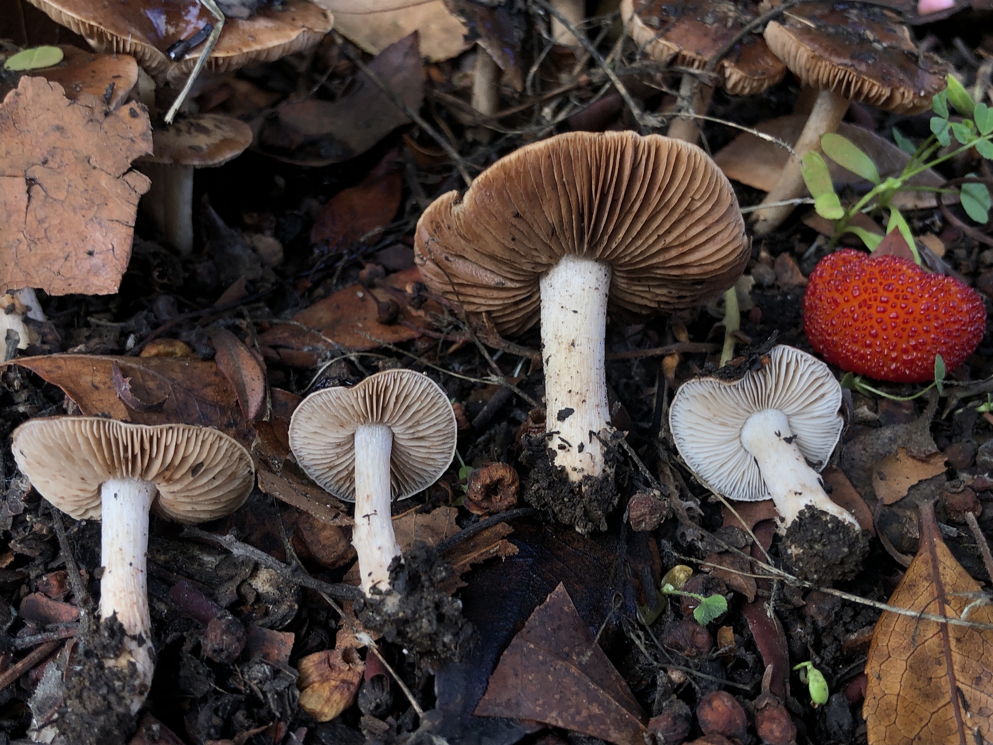 Hebeloma theobrominum - Kakaofälbling