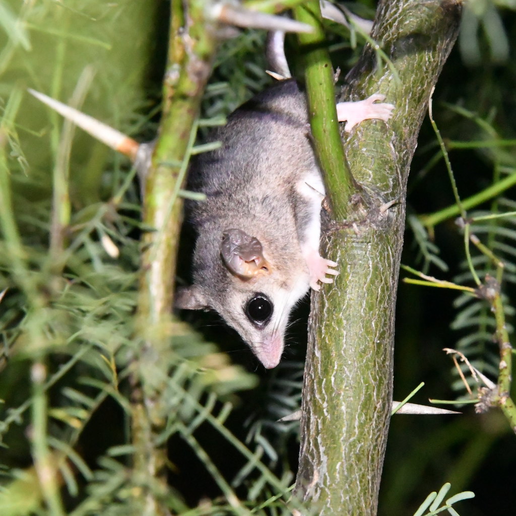 White-bellied Fat-tailed Mouse Opossum from RP51, Villa Dolores ...