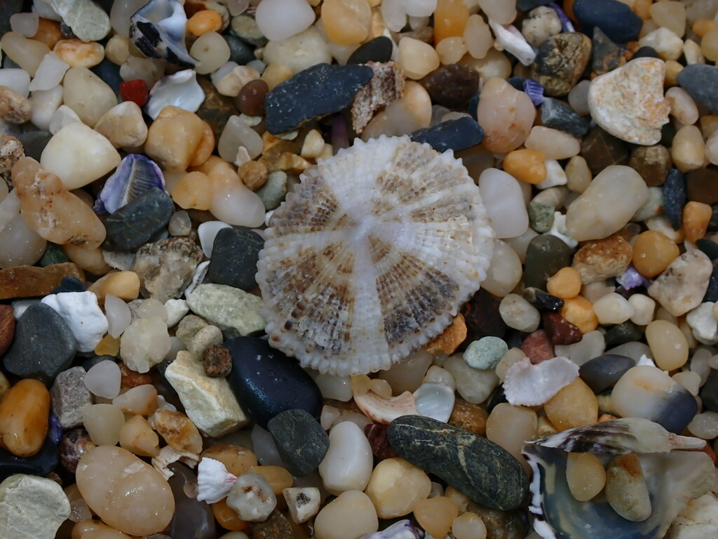 Cap-shaped False Limpet from Barcoongere NSW 2460, Australia on January ...