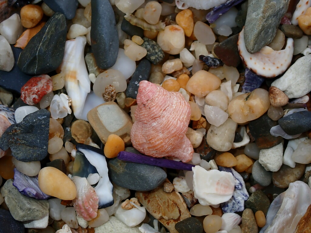 Mipus arbutum from Barcoongere NSW 2460, Australia on January 23, 2024 ...