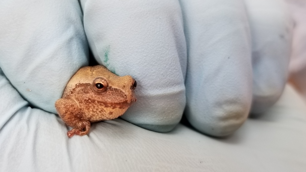 Spring Peeper from Cook County, IL, USA on October 20, 2021 at 01:49 PM ...
