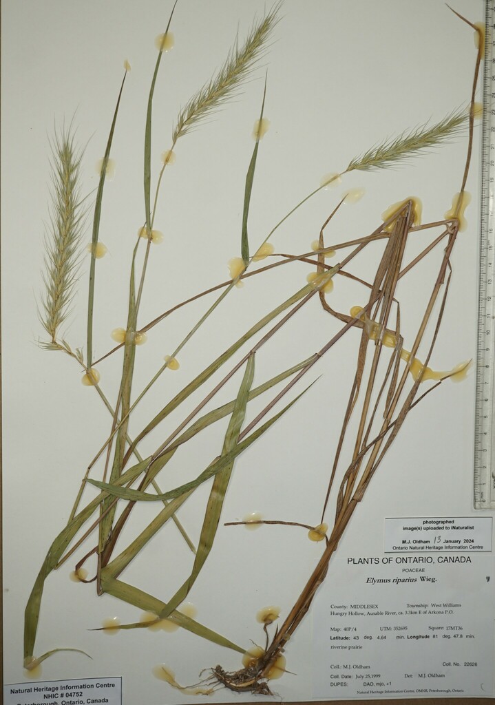 river wild rye from Canada, Ontario, MIDDLESEX County, Hungry Hollow ...