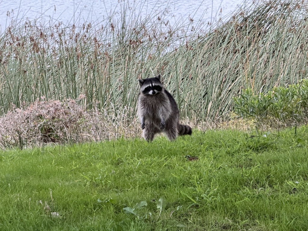 Common Raccoon from Harding Rd, San Francisco, CA, US on January 21 ...