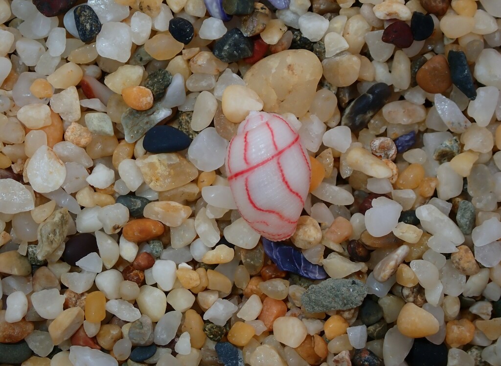 Red-lined Bubble Snail from Barcoongere NSW 2460, Australia on January ...