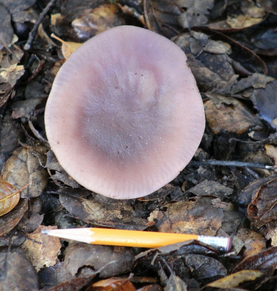 Blewit from Clairemont, San Diego, CA, USA on January 23, 2024 at 10:21 ...