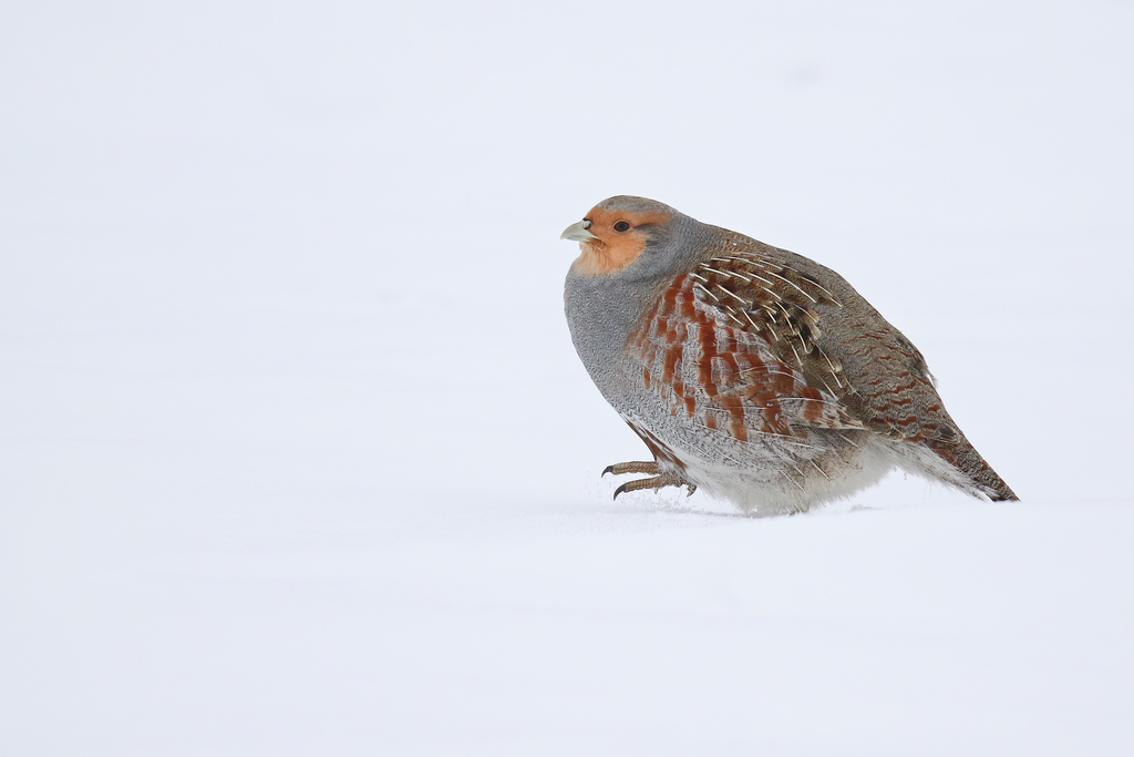 Gray Partridge (Pacific Northwest Birds) · iNaturalist