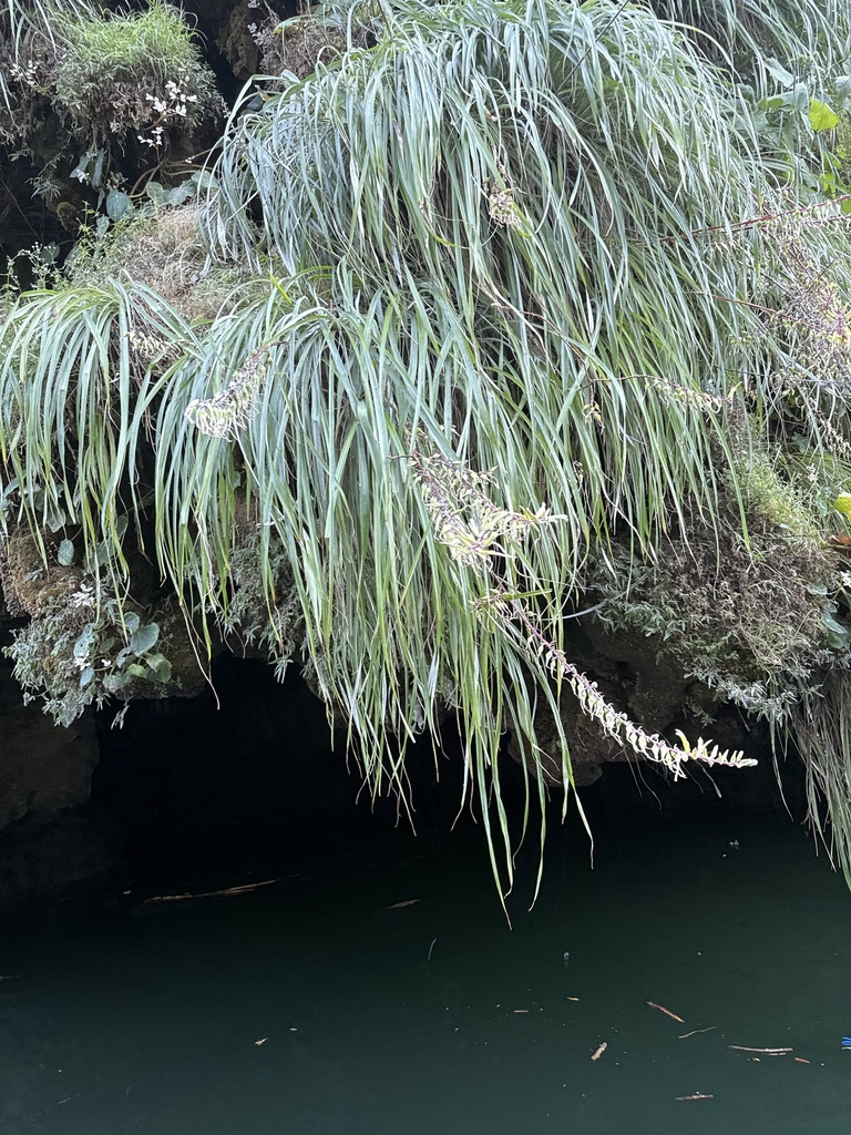 Pitcairnia breedlovei from Osumacinta, Cañón del Sumidero, MX-CH, MX on ...