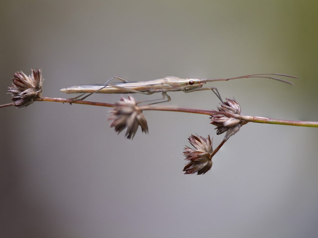 Long Broad-headed Bug from Springwood NSW 2777, Australia on January 23 ...