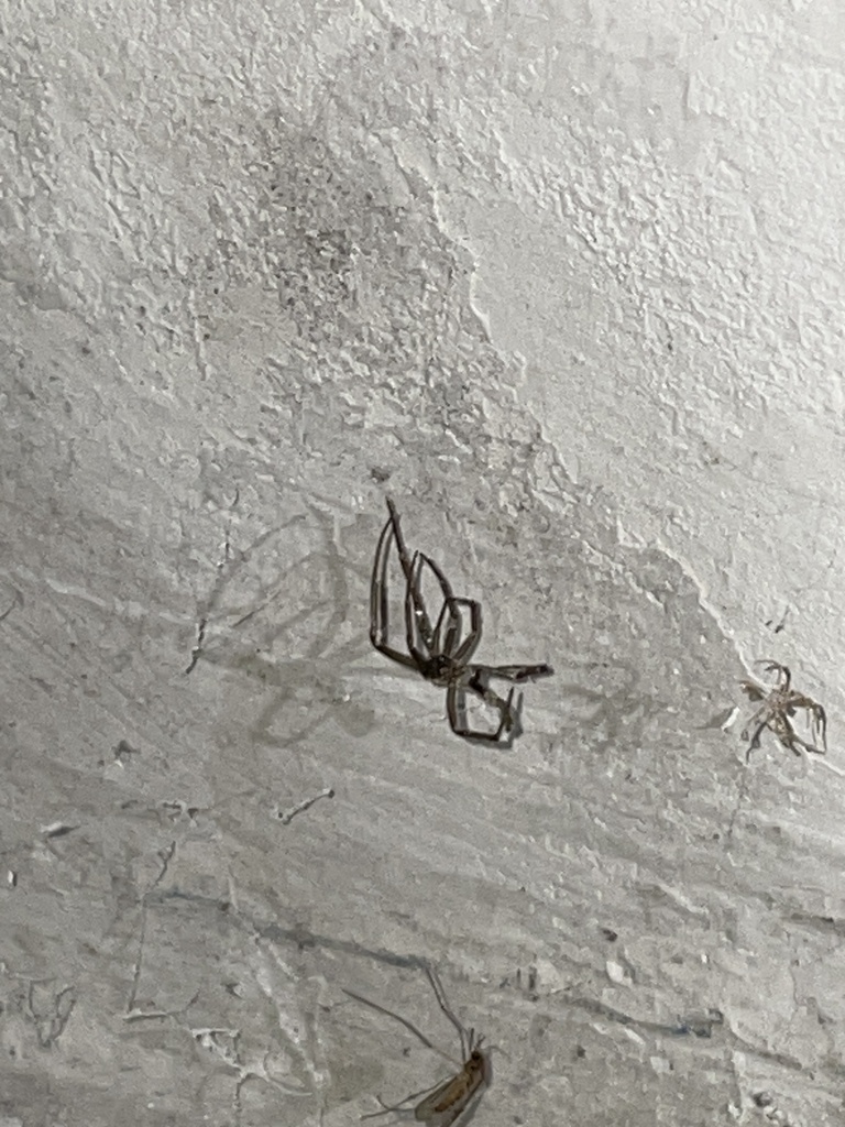 Spiders from Entenplatz, Graz, Steiermark, AT on January 23, 2024 at 11 ...