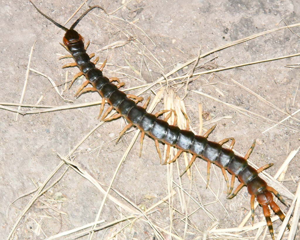 Amazonian Tricolor Centipede from RP51, Villa Dolores, Córdoba ...