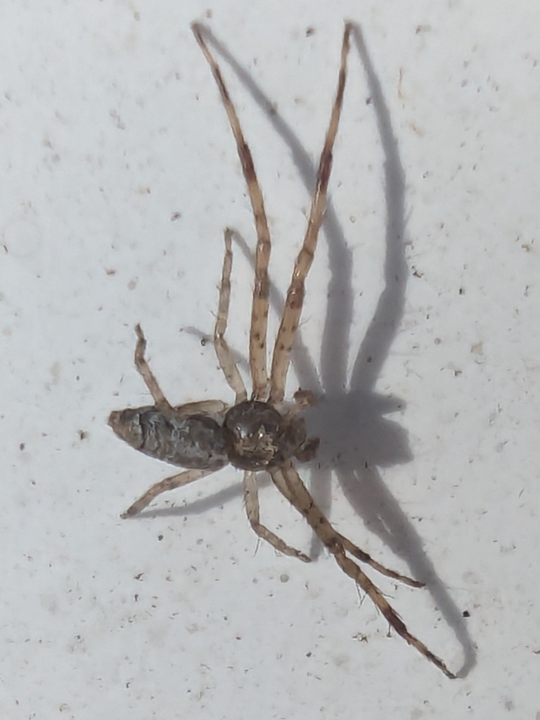 Octopus Spiders from Agri Bio Building, Bundoora VIC 3083, Australia on ...