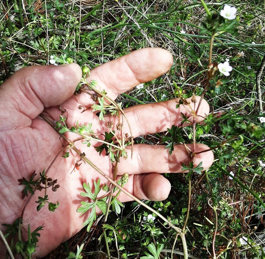 Geranium gardneri from Tarana NSW 2787, Australia on January 22, 2024 ...