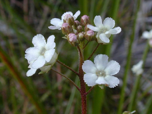 limewater brookweed from Miami-Dade County, FL, USA on January 5, 2002 ...