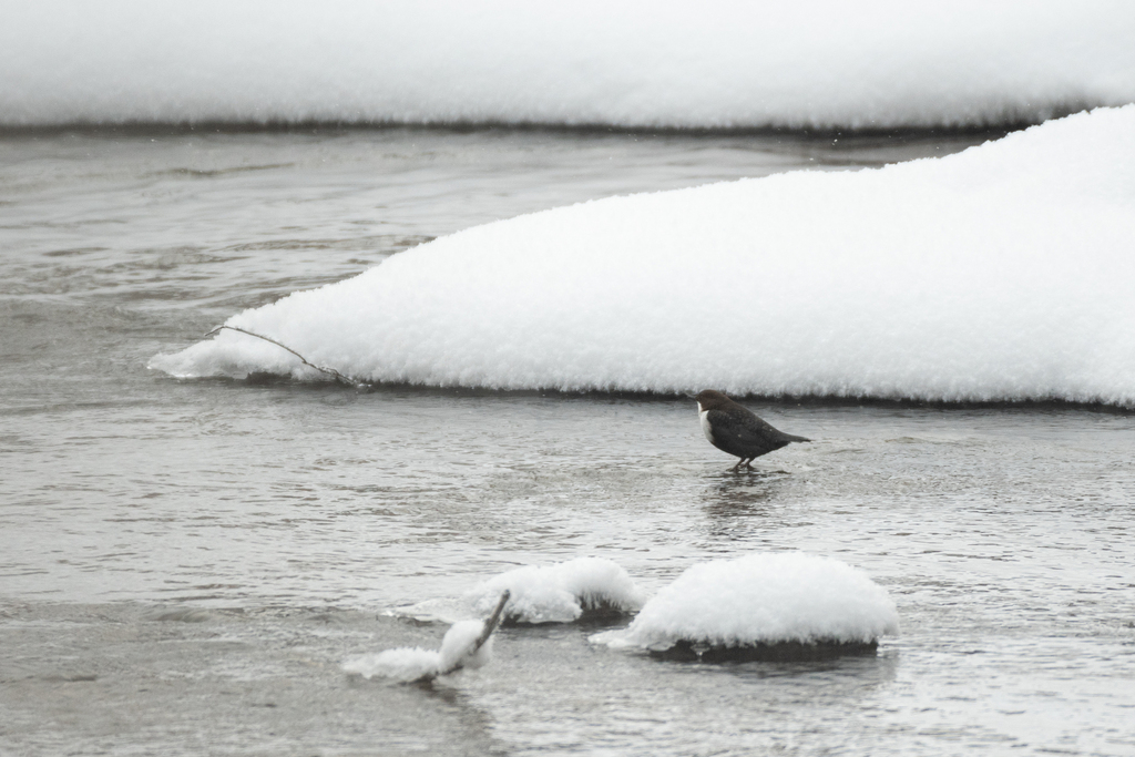White-throated Dipper in January 2024 by Марина Горбунова-Ëлкина ...
