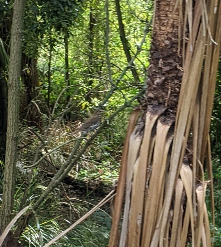 Western European Song Thrush from Rangiora 7400, New Zealand on January ...