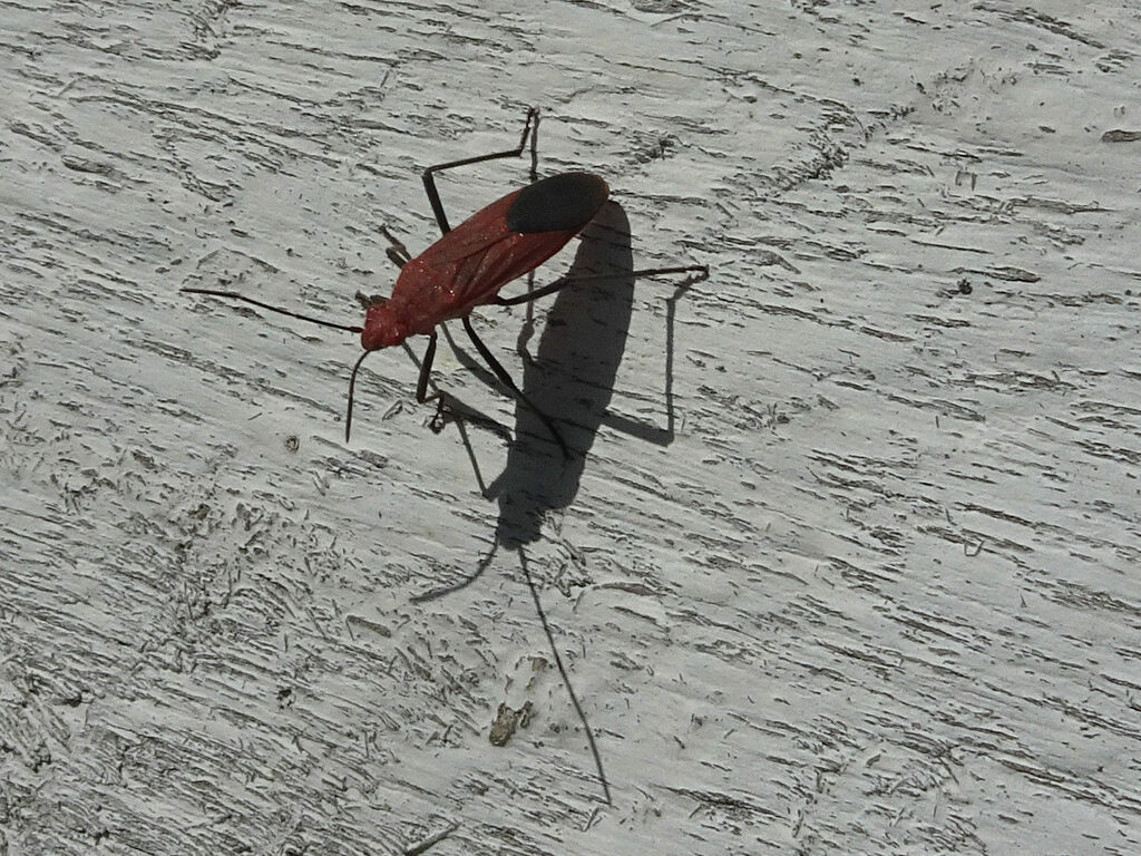 Old World Soapberry Bugs from Ek Phnom, Cambodia on December 30, 2023 ...