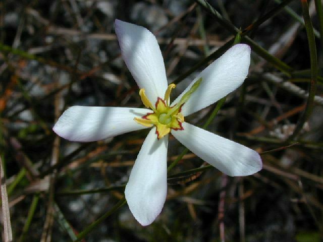 marsh pink from Long Pine Key, Miami-Dade County, FL, USA on April 3 ...