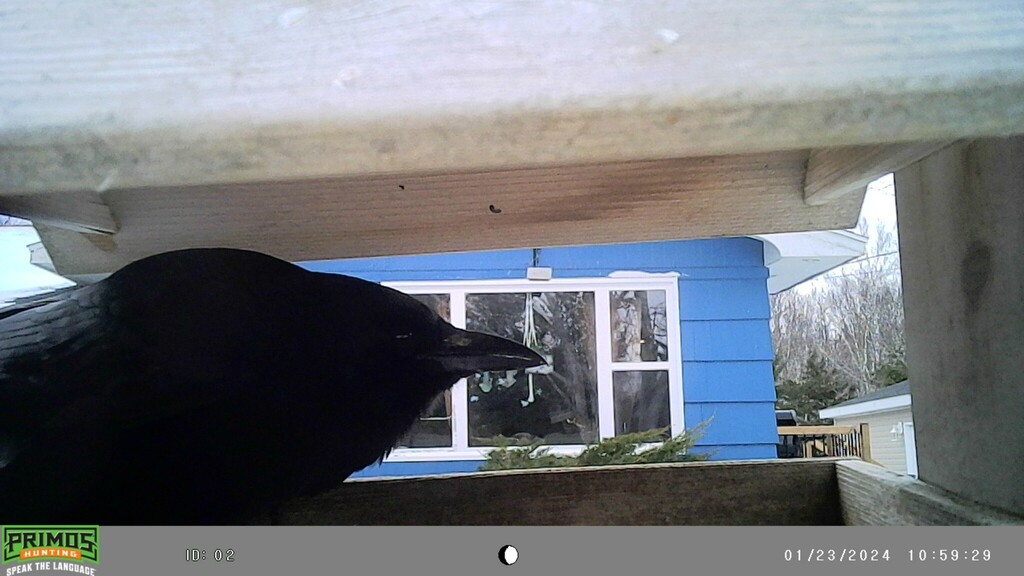American Crow from Albert Bridge, NS, Canada on January 23, 2024 at 07: ...