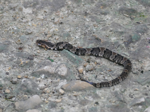 False Fer-de-lance (Xenodon rabdocephalus) - Snakes and Lizards