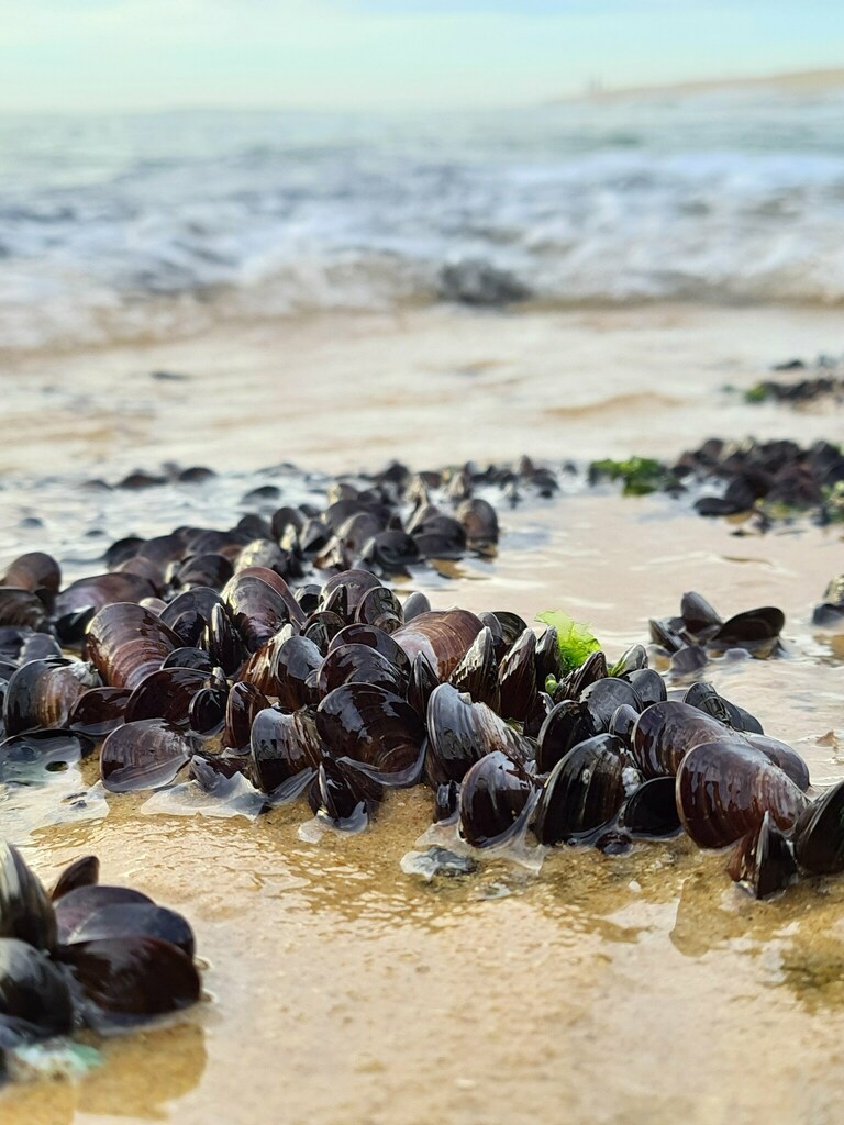 Brown Mussel from Itapuã, Vila Velha - ES, Brasil on January 22, 2024 ...