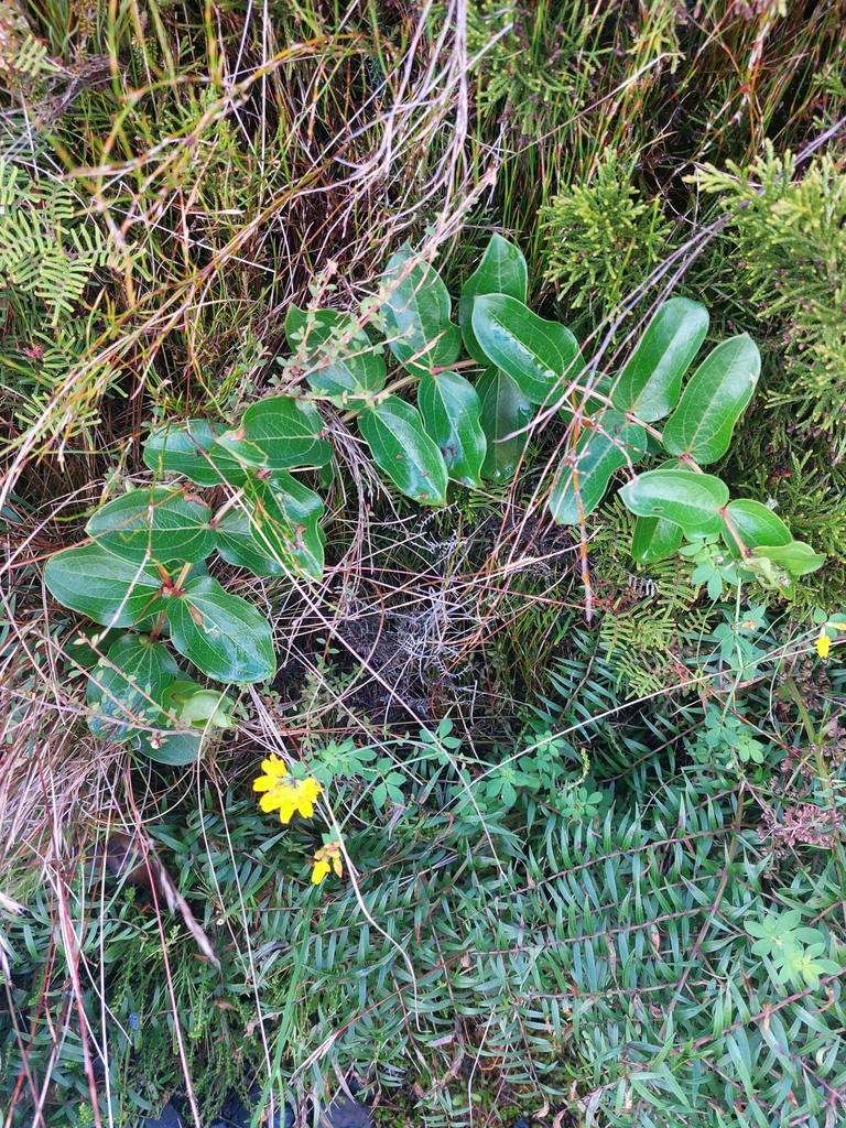 Tutu from Ōwhango 3989, New Zealand on January 22, 2024 at 09:35 AM by ...