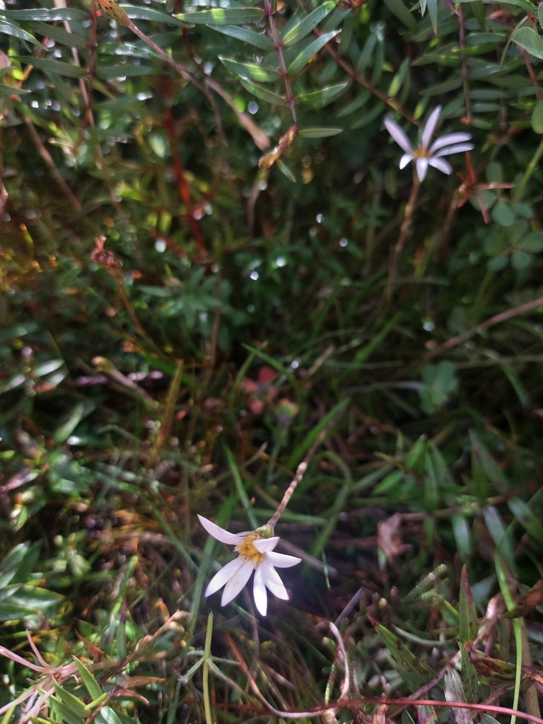 Common Mountain Daisy from Ōwhango 3989, New Zealand on January 22 ...