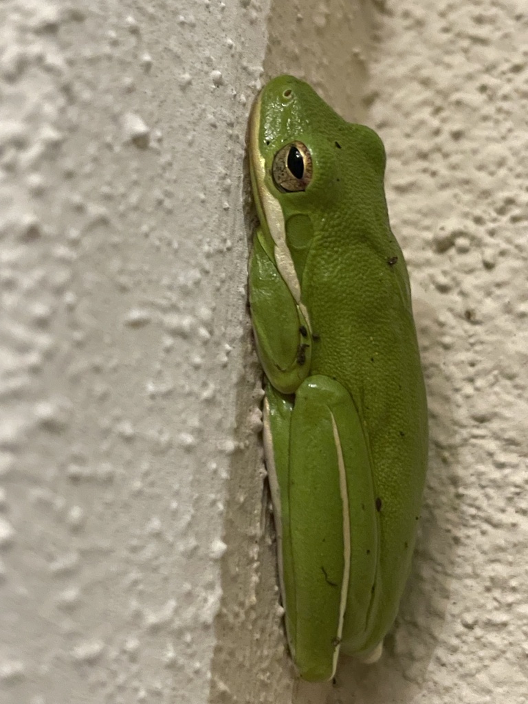 Green Treefrog from Eckerd College, Saint Petersburg, FL, US on January ...