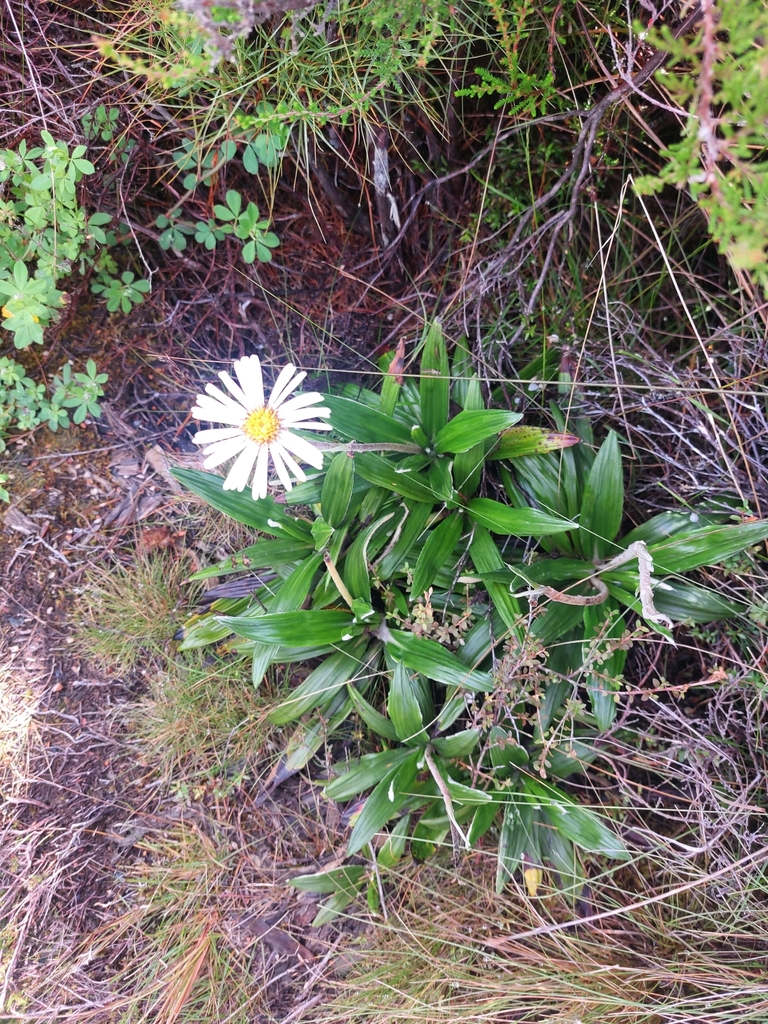 Cotton daisy from Ōwhango 3989, New Zealand on January 22, 2024 at 09: ...
